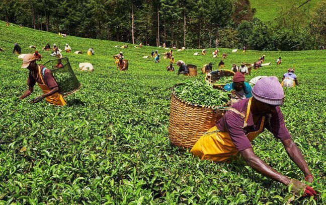 ITTS | Integrated Tea Trading System Case Study - CSM